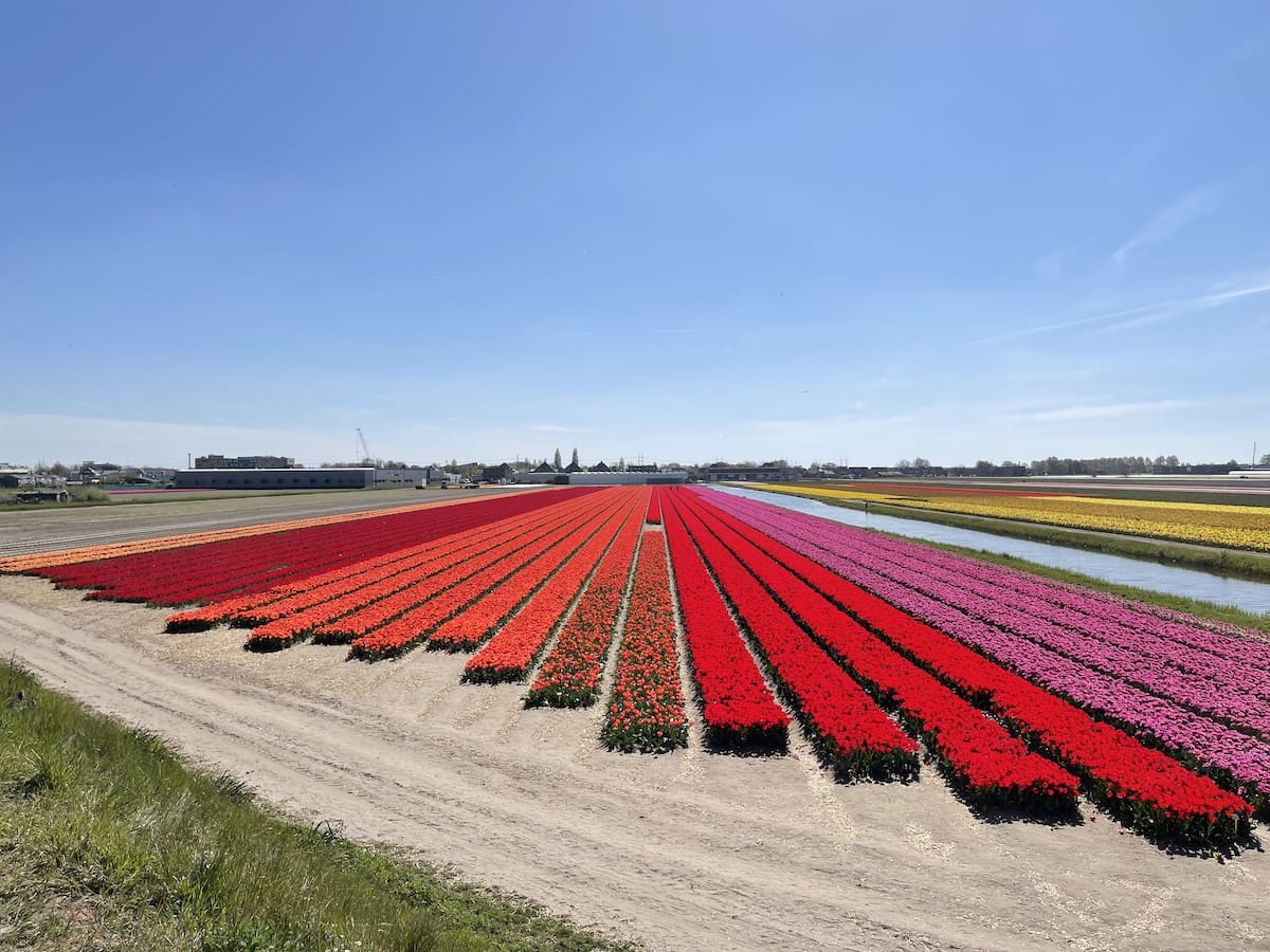 The Netherlands: Flower fields in bloom 2024 | Let's go somewhere
